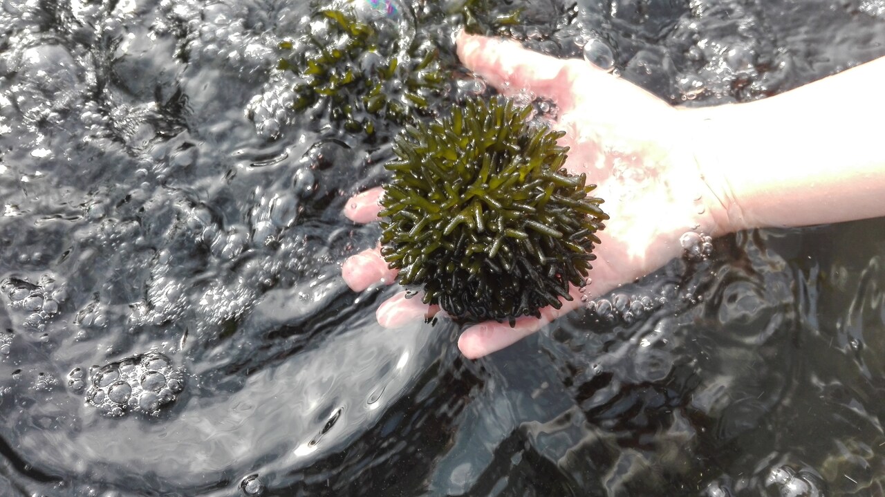 Algas valem 9,2 milhões de euros e “Portugal tem tudo para ser líder europeu” – ECO